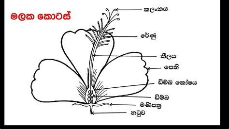 මලක කොටස් හඳුනා ගැනීම Youtube