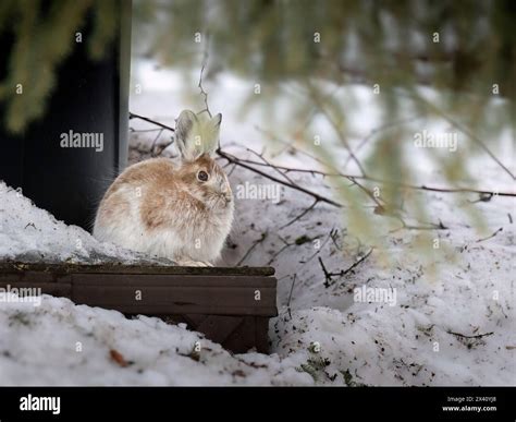 On A Mild April Day In Southcentral Alaska A Snowshoe Hare Lepus