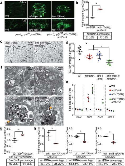 Maintenance And Propagation Of A Deleterious Mitochondrial Genome By The Mitochondrial Upr Pmc