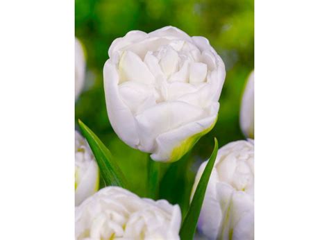 Tulpen MOUNT TACOMA kopen - Bestel bloembollen voordelig online | BULBi