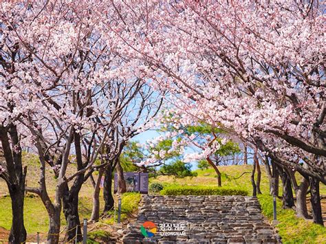 경남 여행의 모든것 🌸따뜻한 경남의 봄 피어난 벚꽃과 함께 휴식을 취할 수 있는 이곳은 김해