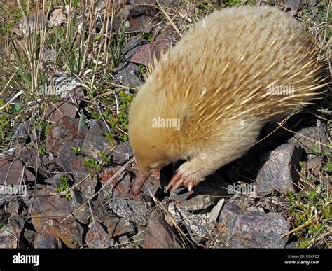 Short Beaked Echidna Tachyglossus Aculeatus Setosus Tasmanian