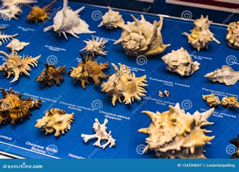 Expositions Of History Of The Evolution And Development Of Mollusks In