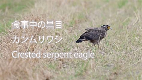 Crested Serpent Eagle Youtube