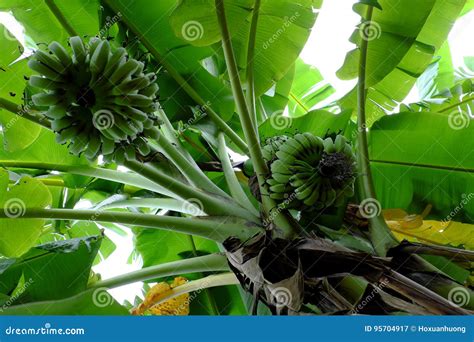 Banana Tree With Stem Stock Image Image Of Asian Leaves 95704917