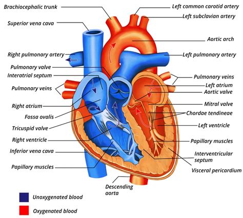 Chapter 4 The Cardiorespiratory System