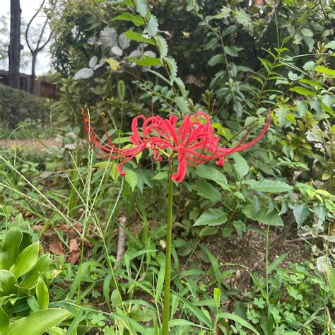 Spider Lily Irl Rpikminbloomapp