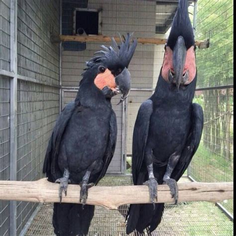 Two Large Black Birds Sitting On Top Of A Wooden Branch In A Caged Area