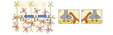 Scheme Showing The Lateral Astrocyte Synaptic Regulation The Download Scientific Diagram
