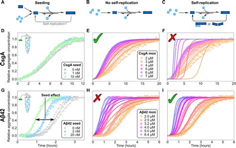 Uncovering The Universality Of Self Replication In Protein Aggregation
