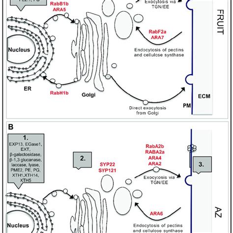 Simplified Schematic Representation Of The Hormone Metabolism And Download Scientific Diagram