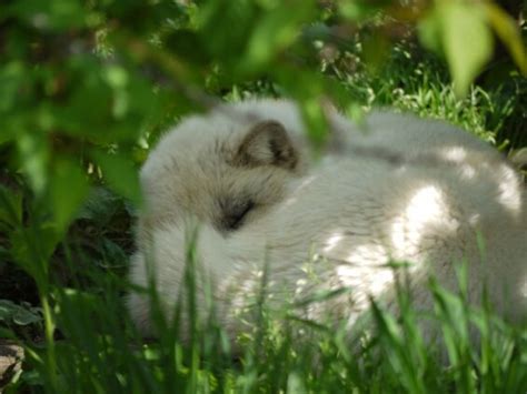 【かわいい】ホッキョクギツネの生息地や見られる動物園など11選を徹底解説！ 生き物ネット