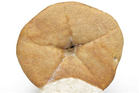 4 65 Miocene Fossil Echinoid Clypeaster Taza Morocco 215594