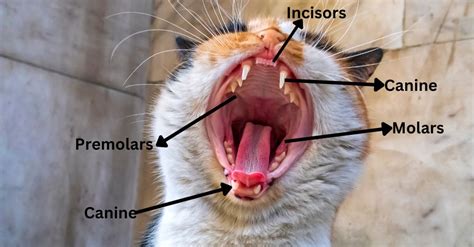 Cat Teeth Diagram Understanding Feline Dental Anatomy