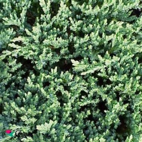 Juniperus Horizontalis Prince Of Wales — Jardineriadelvalles