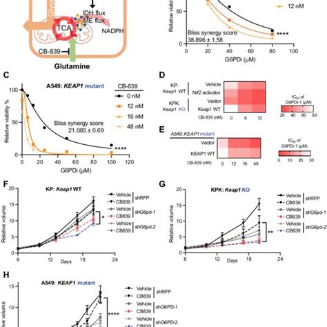 G6pd Is Synthetic Lethal With Nrf2 Activation And Keap1 Mutations A