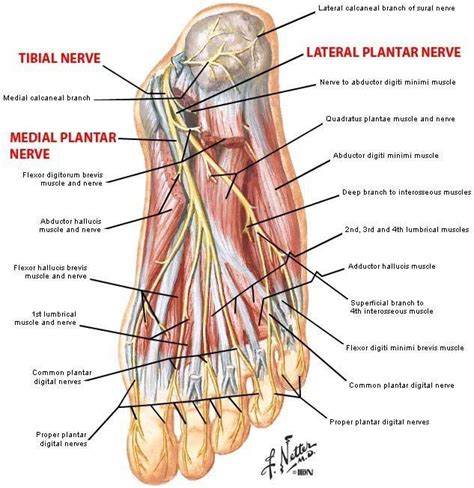 Plantar Foot Anatomy Nerves FA07 Foot Anatomy Human Anatomy And