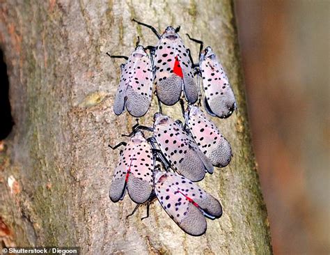 Spotted Lanternflies Are Back 16 Us States Report Sightings Of The