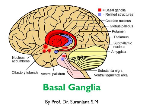 Substantia Nigra And Basal Ganglia