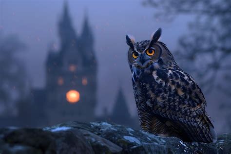 Owls Wallpaper Desktop