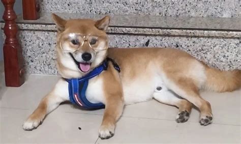 被主人“欺压”已久的柴犬终于翻身做老大了宠界新闻