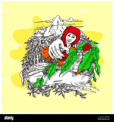 Woman Unidentified Coffee Farmer Is Harvesting Coffee Berries In The