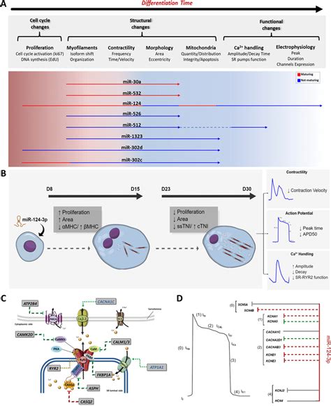 Figure And Proposed Mechanism Of Action Of The Selected MiRNAs