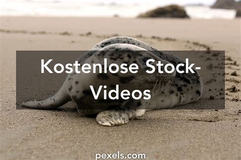 10291 Besten Tiere Kotsenlose Videos · Lizenzfreie Videos · Pexels
