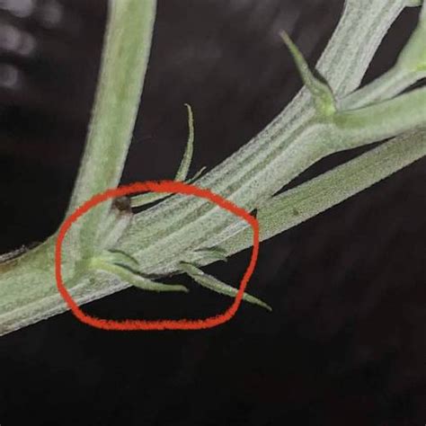 Identify Sex Grow Question By Greencasper Growdiaries