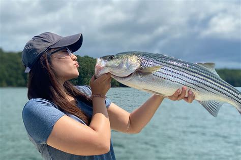 Best Bait For Striped Bass And How To Use It Updated 2023
