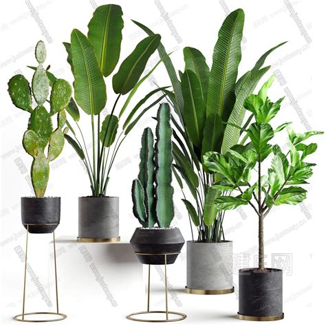 现代绿植盆栽组合 建E网3D模型下载网