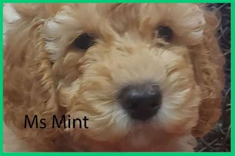 Mini Groodle Female 11kg Adult Weight Ready Now Dogs And Puppies