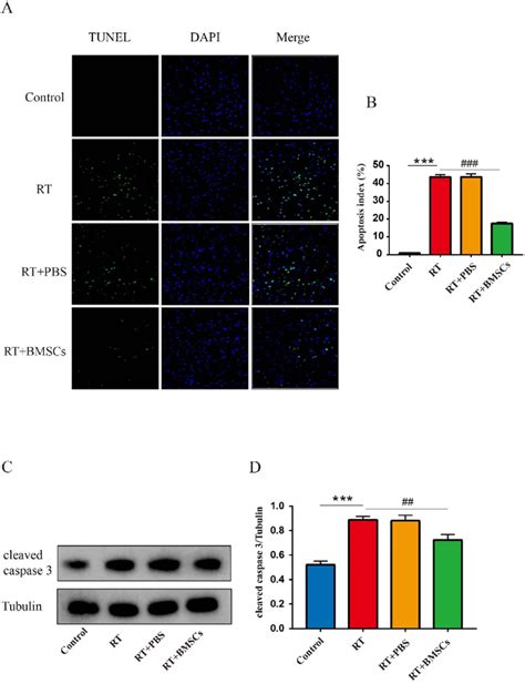 Bmscs Inhibit Apoptosis Apoptosis Of Cardiac Tissue In Each Group A