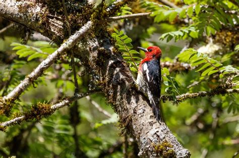 Birds That Look Like Woodpeckers Interesting Woodpeckers Cousins