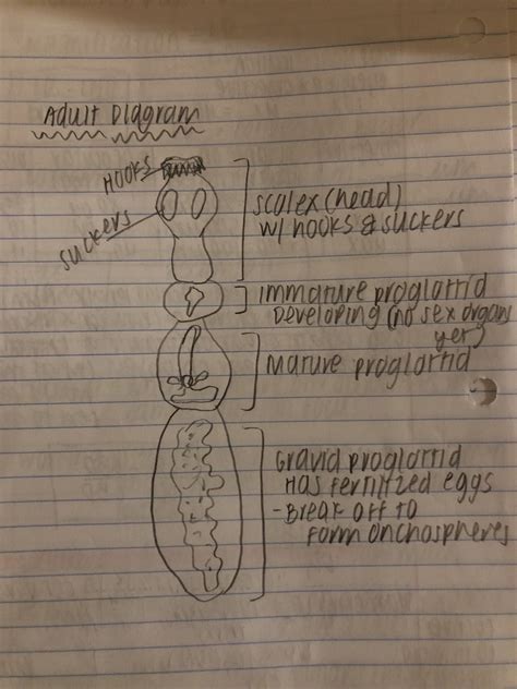 Echinococcus Granulosus Lab Tapeworm And Parts Of Microscope