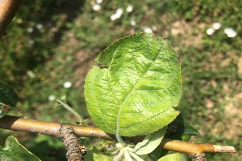 Apple Disease Detection Classification Dataset By Disease Detection