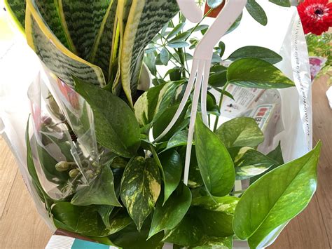 カインズ福袋 2026 の中身をネタバレします！お得なアイテムが盛りだくさんです💕