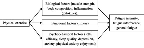 Biobehavioral Factors Mediate Exercise Effects On Fatigue In Medicine And Science In Sports