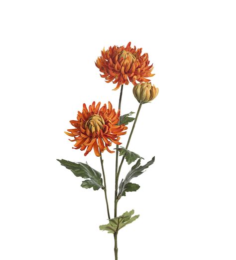 Chrysanthemum Orange - Presentshopen Kinnarp