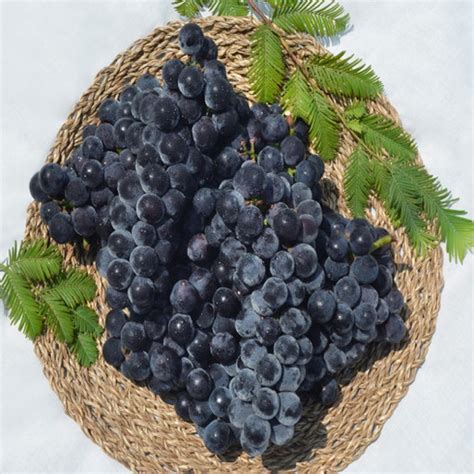 국내산 상주 고당도 캠벨포도 산지직송과일 1kg 3~5수 홈플러스 택배배송