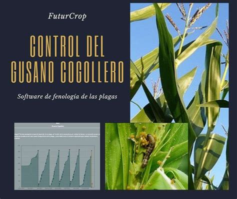 Tratamiento Y Control Del Gusano Cogollero FuturCrop