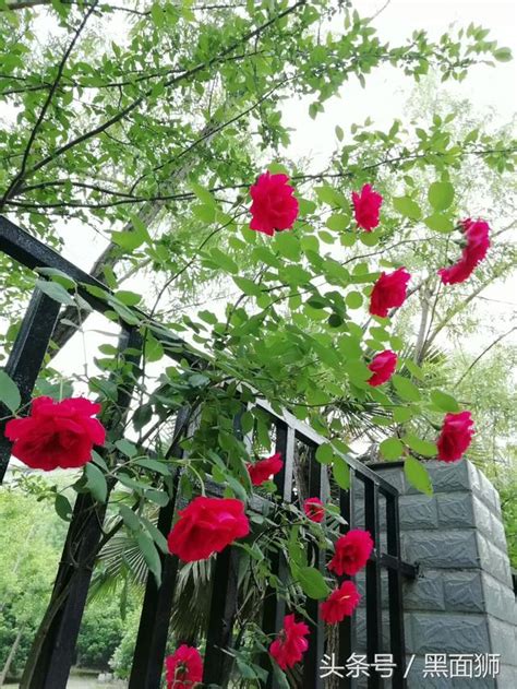春色滿園關不住爭先恐後誘過客 每日頭條