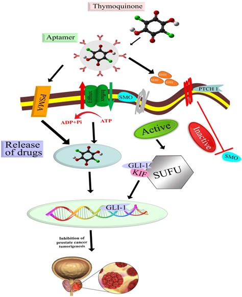 Schematic Representation Of Suppression Of Prostate Cancer Growth And