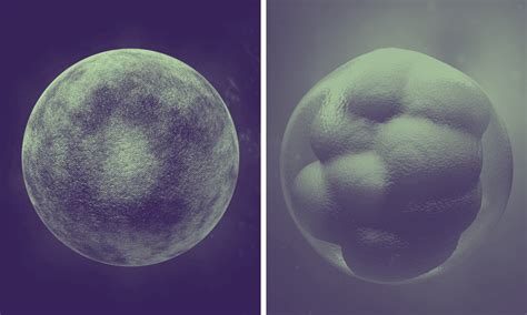 Freezing Eggs Vs Embryos Fertility Focus