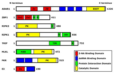 Schematic Of Functional Domains Present In Proteins Described In This