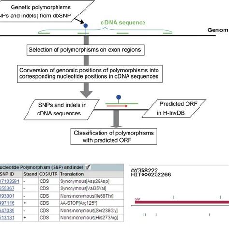 Analysis Of Polymorphisms With Gene Structure Top Scheme Of Analysis Download High