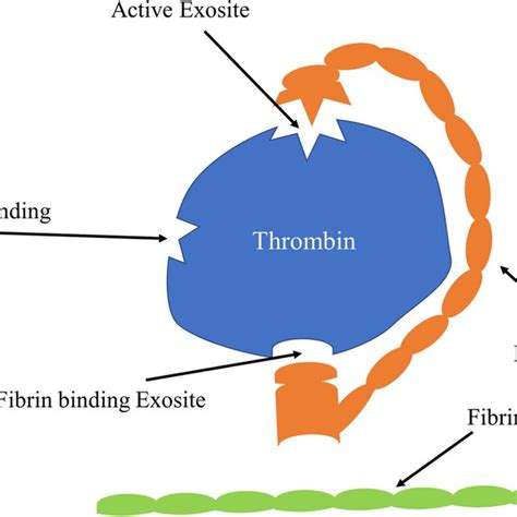 Bivalent Bivalirudin Bind Irreversibly To The Active Exosite And The Download Scientific