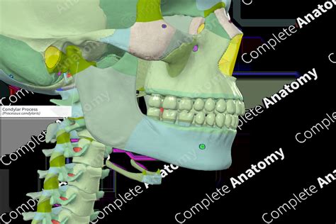 Condylar Process Left Complete Anatomy