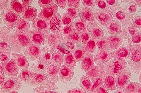 洋葱根尖和根尖有丝分裂细胞的显微镜观察。