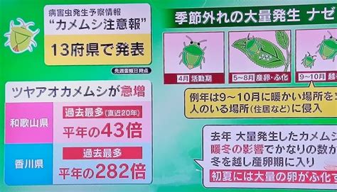 カメムシ大量発生